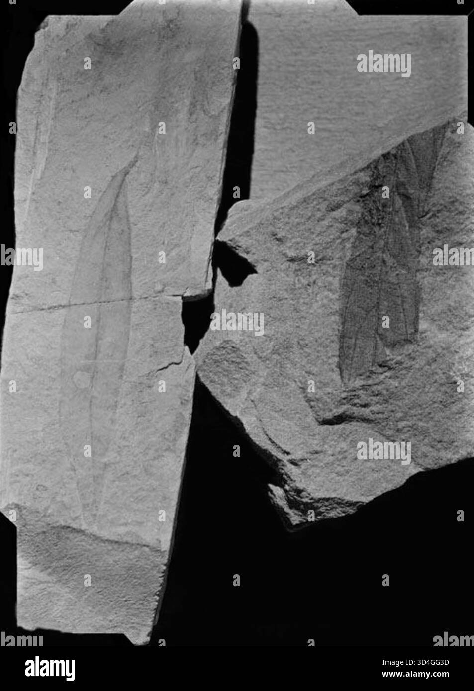 Embedded image Black and White Stock Photos & Images - Alamy