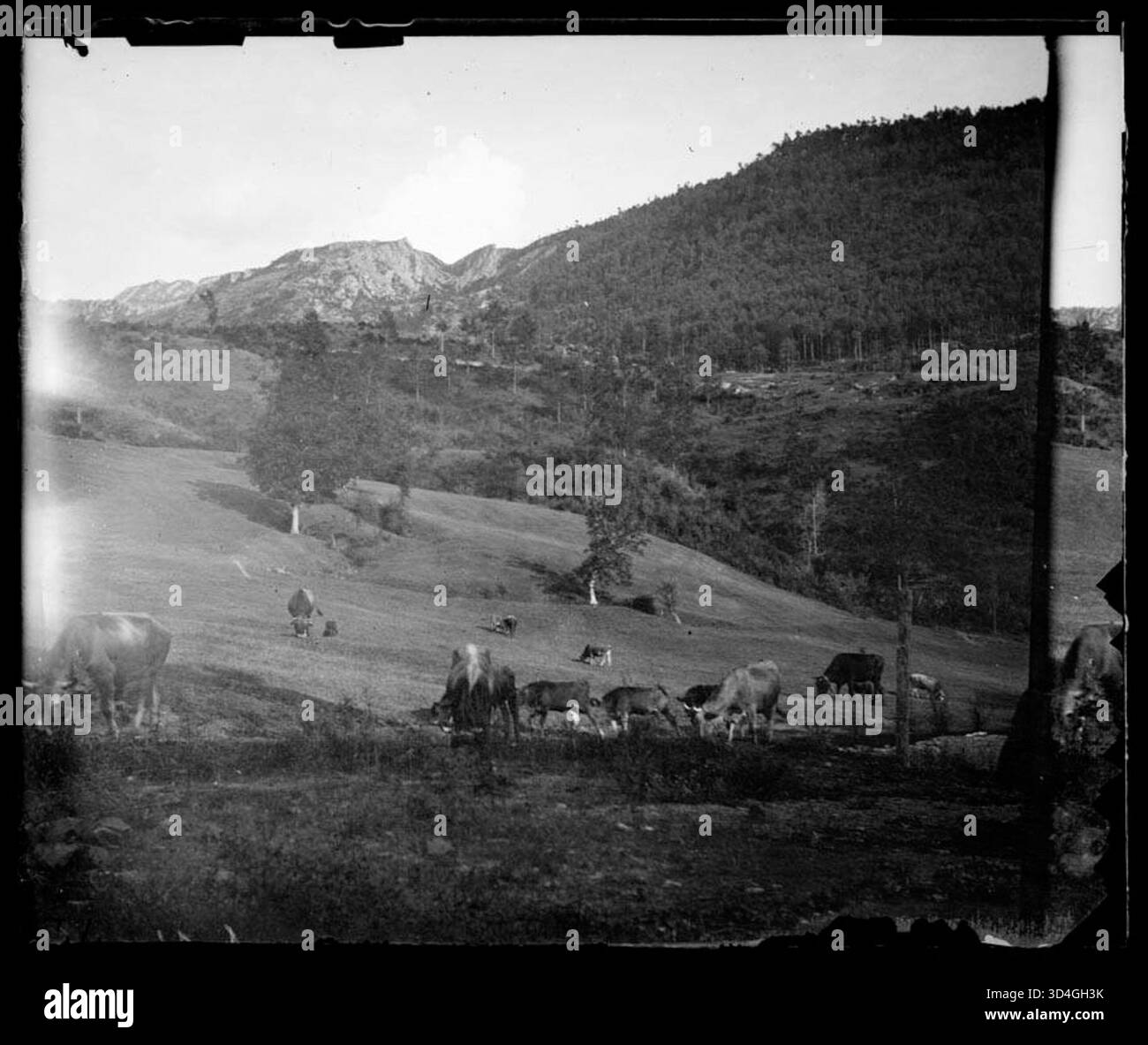 View cows countryside in Black and White Stock Photos & Images - Alamy
