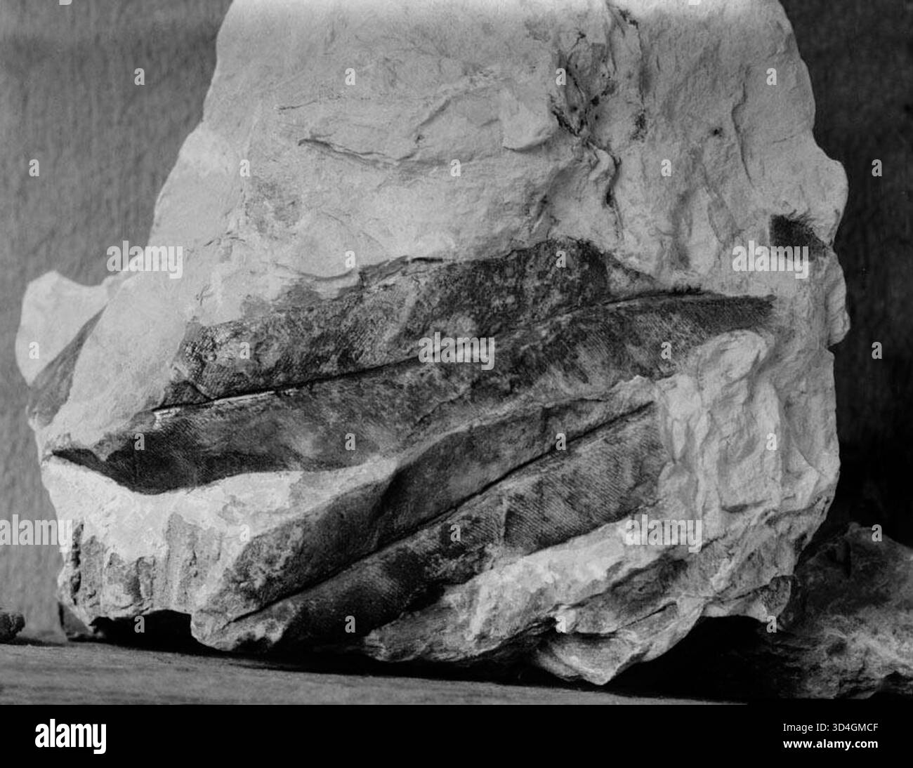 Rock fossils in Black and White Stock Photos & Images - Alamy