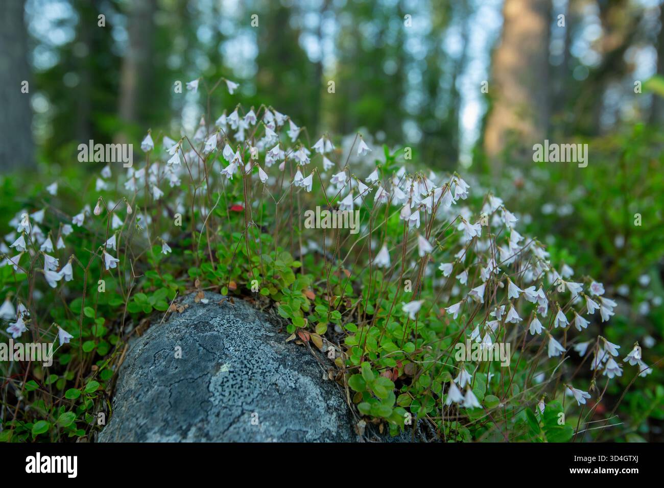 Tiny twinflower, Linnaea borealis blooming in small pale pink twin bell ...