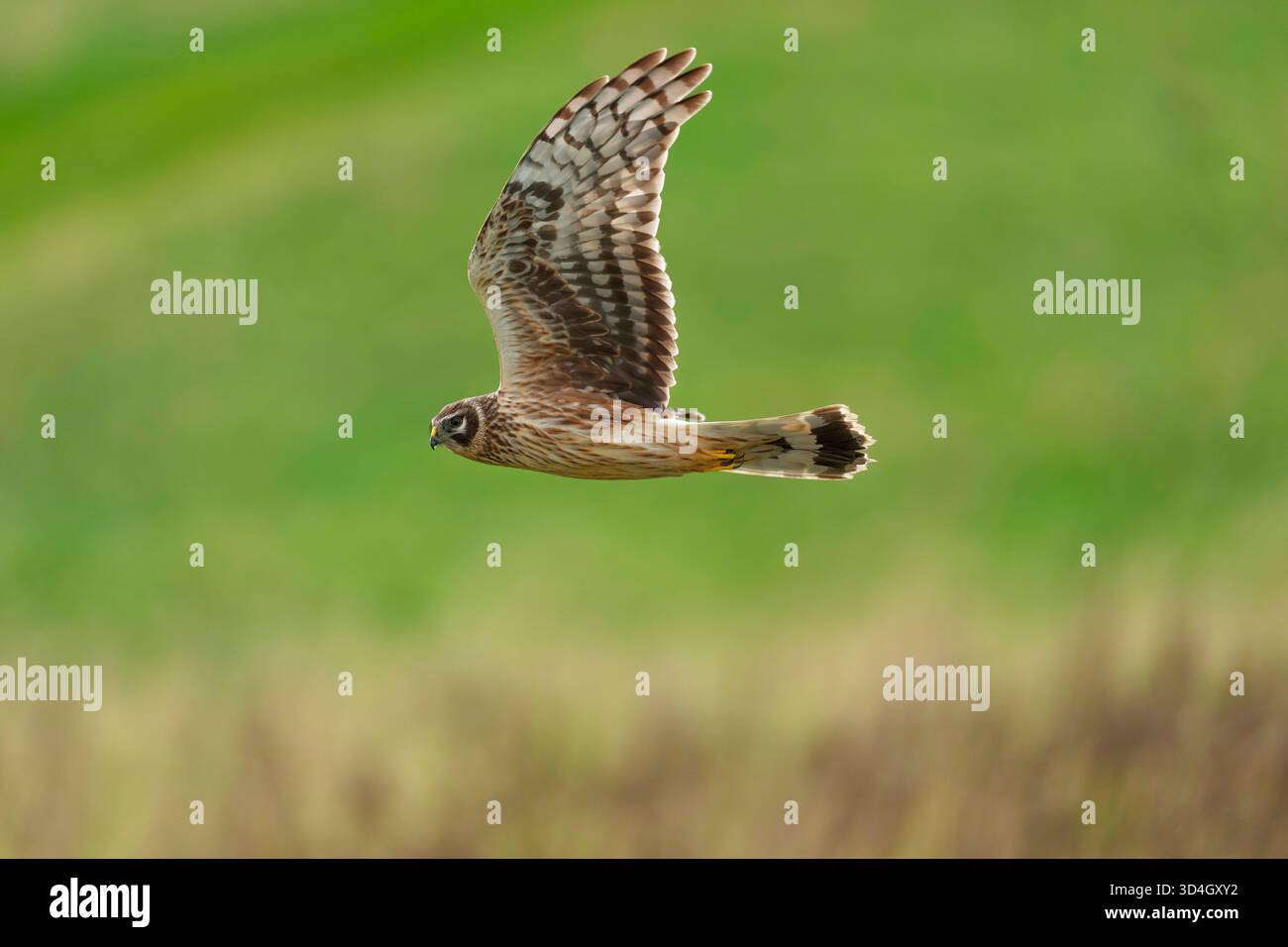 Hen Harrier Circus cyaneus,a juvenile female bird showing underwing and ...