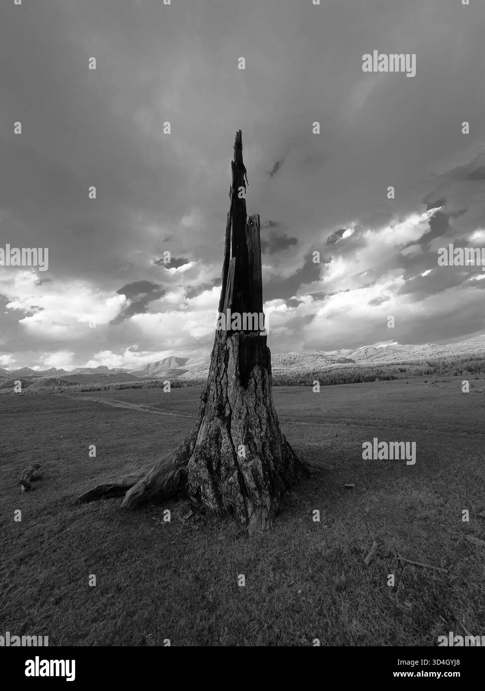 Dead grass under tree Black and White Stock Photos & Images - Alamy