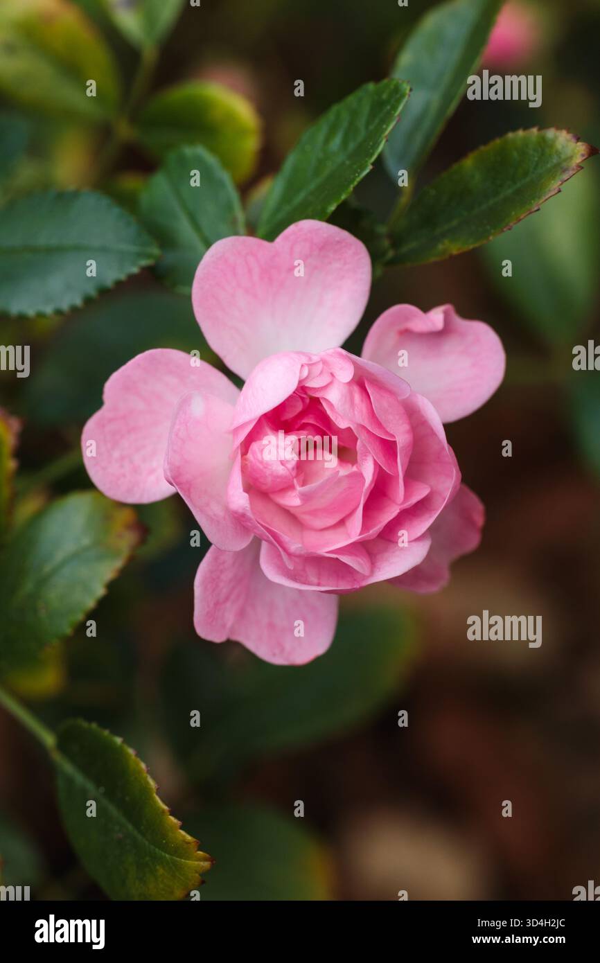 A delicate pink rose (Rosa spp.) opening its petals under soft morning ...