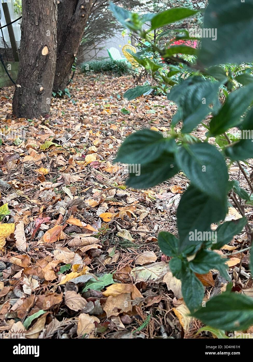 Fallen leaves cover the base of a row of trees at a garden in Long ...