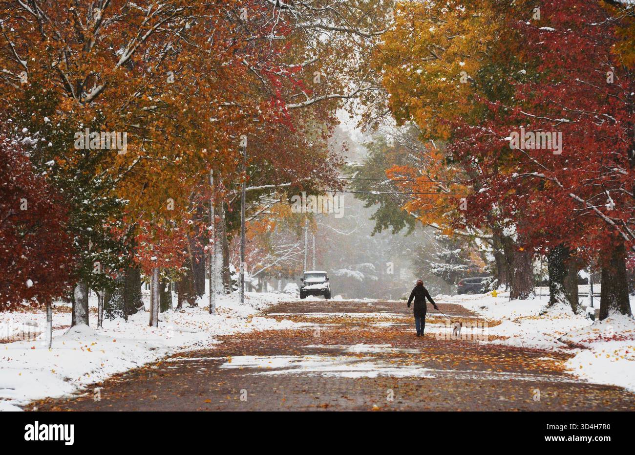 A dog walker heads down Forres Avenue in St. Joseph, Mich., Monday, Nov ...