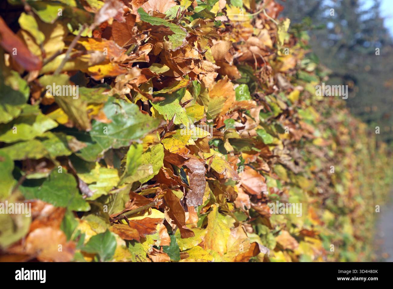 Buchenhecken als Einfriedung Herbstlaub einer sehr langen Buchenhecke ...
