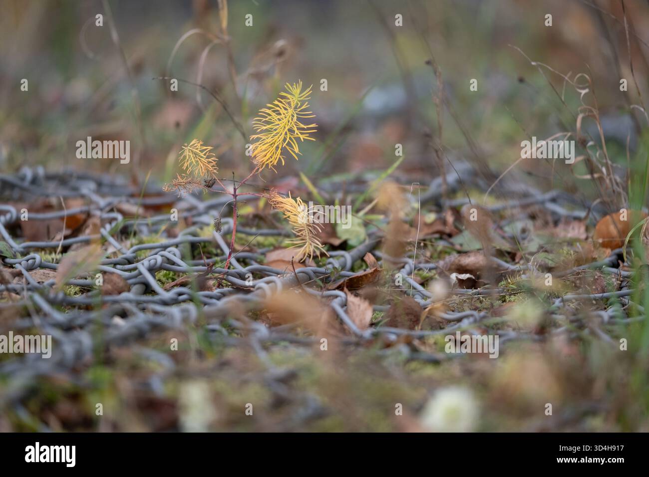 A young yellow plant growing through a metal mesh on an autumn ground ...