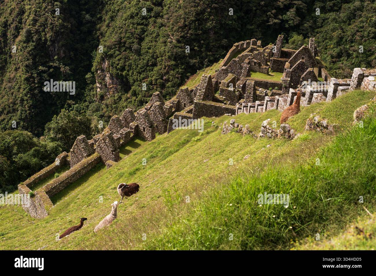 Llamas grazing among the stone ruins and terraces of Wiñay Wayna. Cusco ...