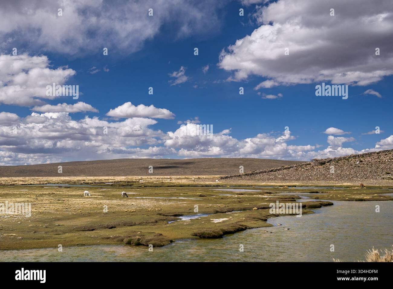 High-altitude wetlands in the Salinas and Aguada Blanca National ...