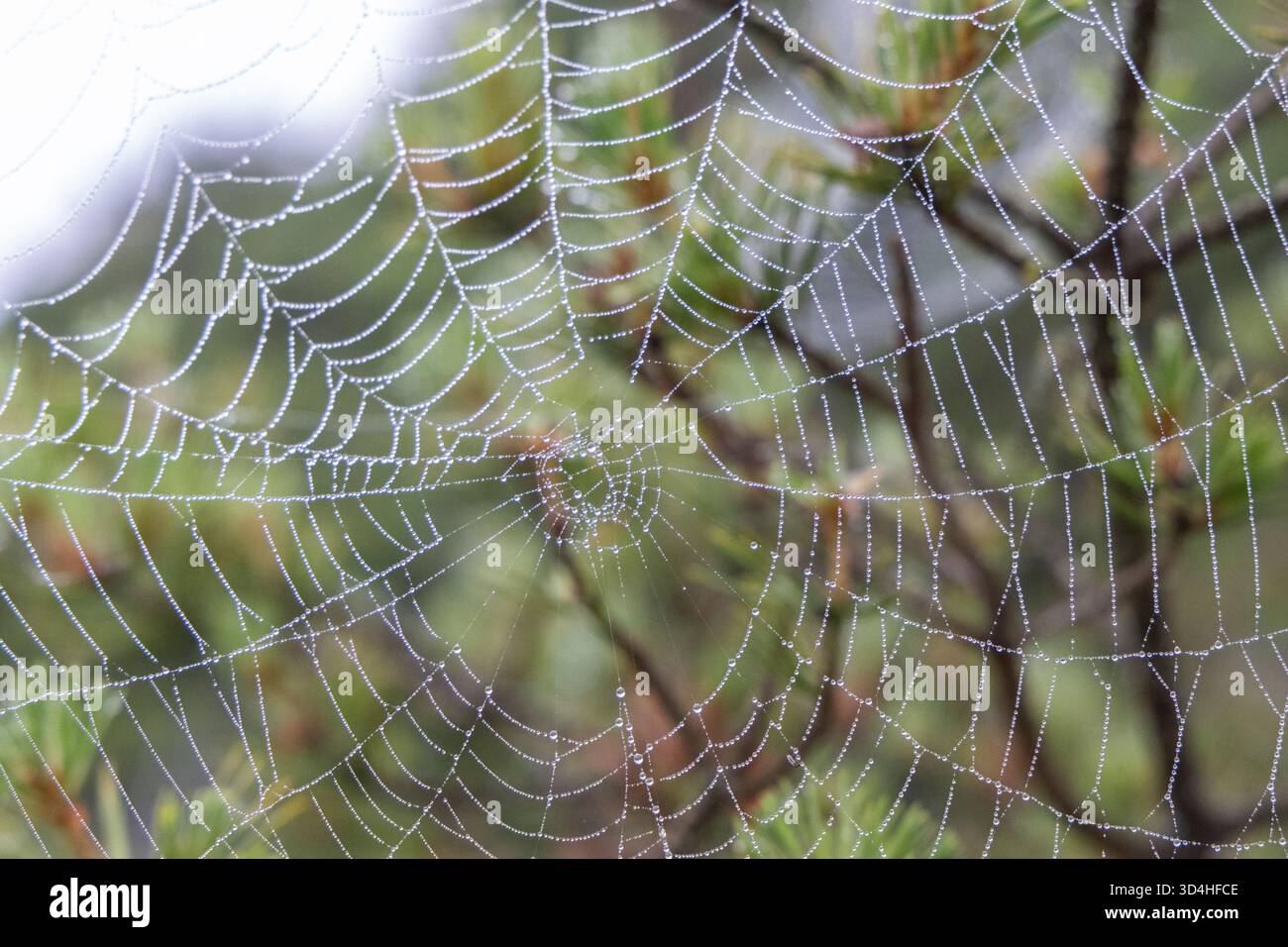 Protein spider silk hi-res stock photography and images - Alamy