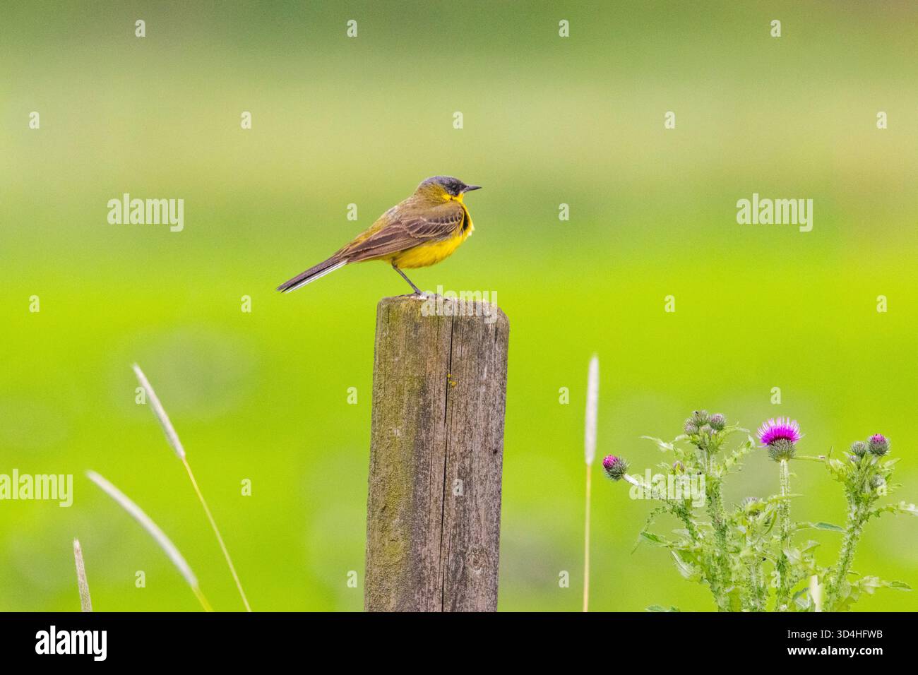 Yellow wagtail nest eggs hi-res stock photography and images - Alamy