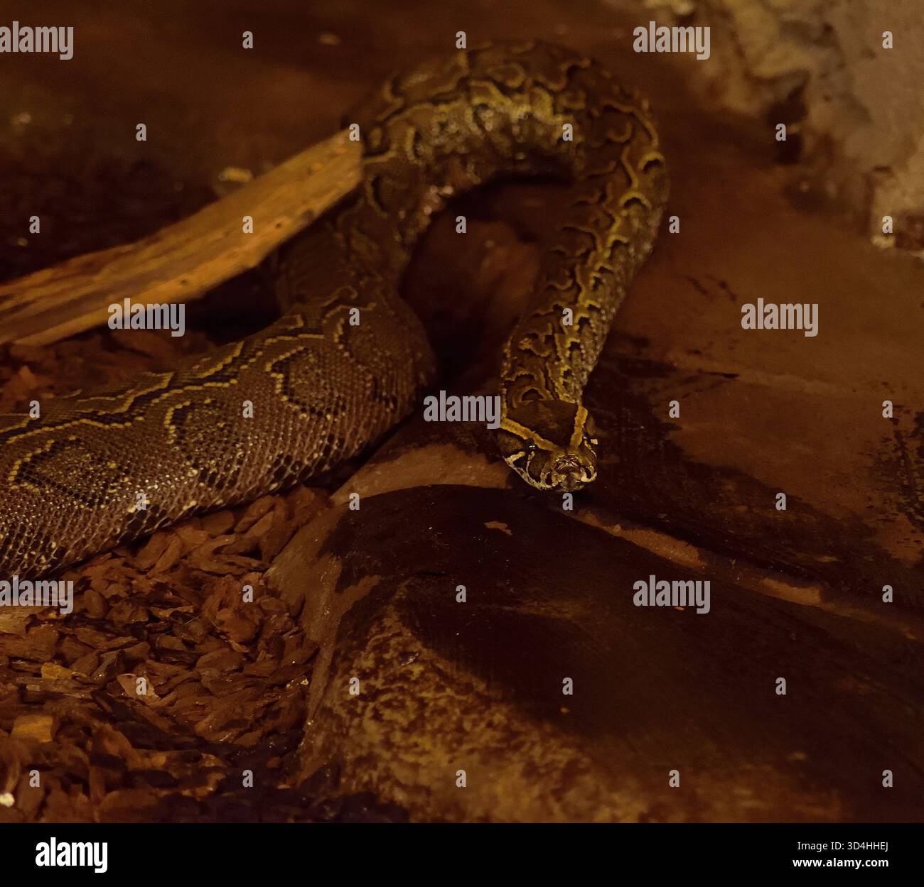 The African rock python, the largest snake species of the African continent Stock Photo - Alamy
