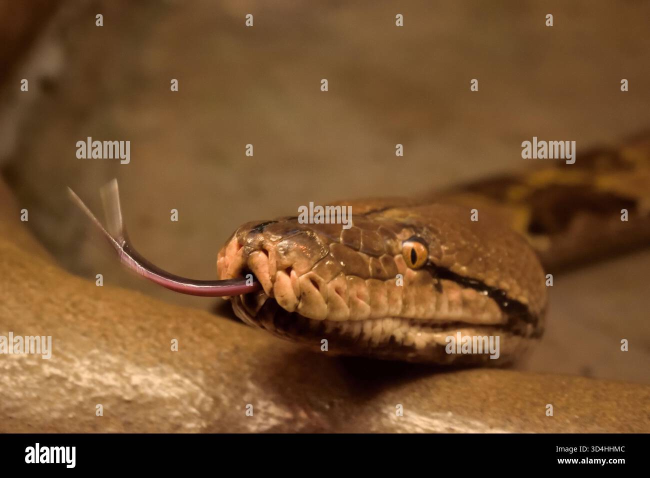 Reticulated python, the longest snake in the world from Southeast Asia ...