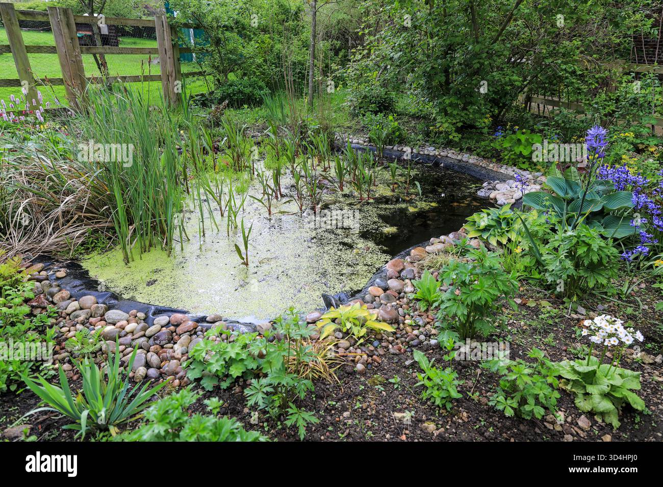 The Wildlife pond at Helmsley Walled Garden, Helmsley, North Yorkshire ...