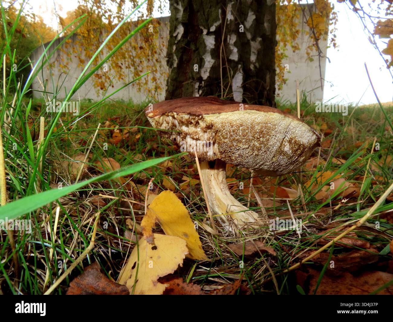 welch ein stattliches Exemplar - dieser Birkenpilz Birkenpilz in Wiese ...