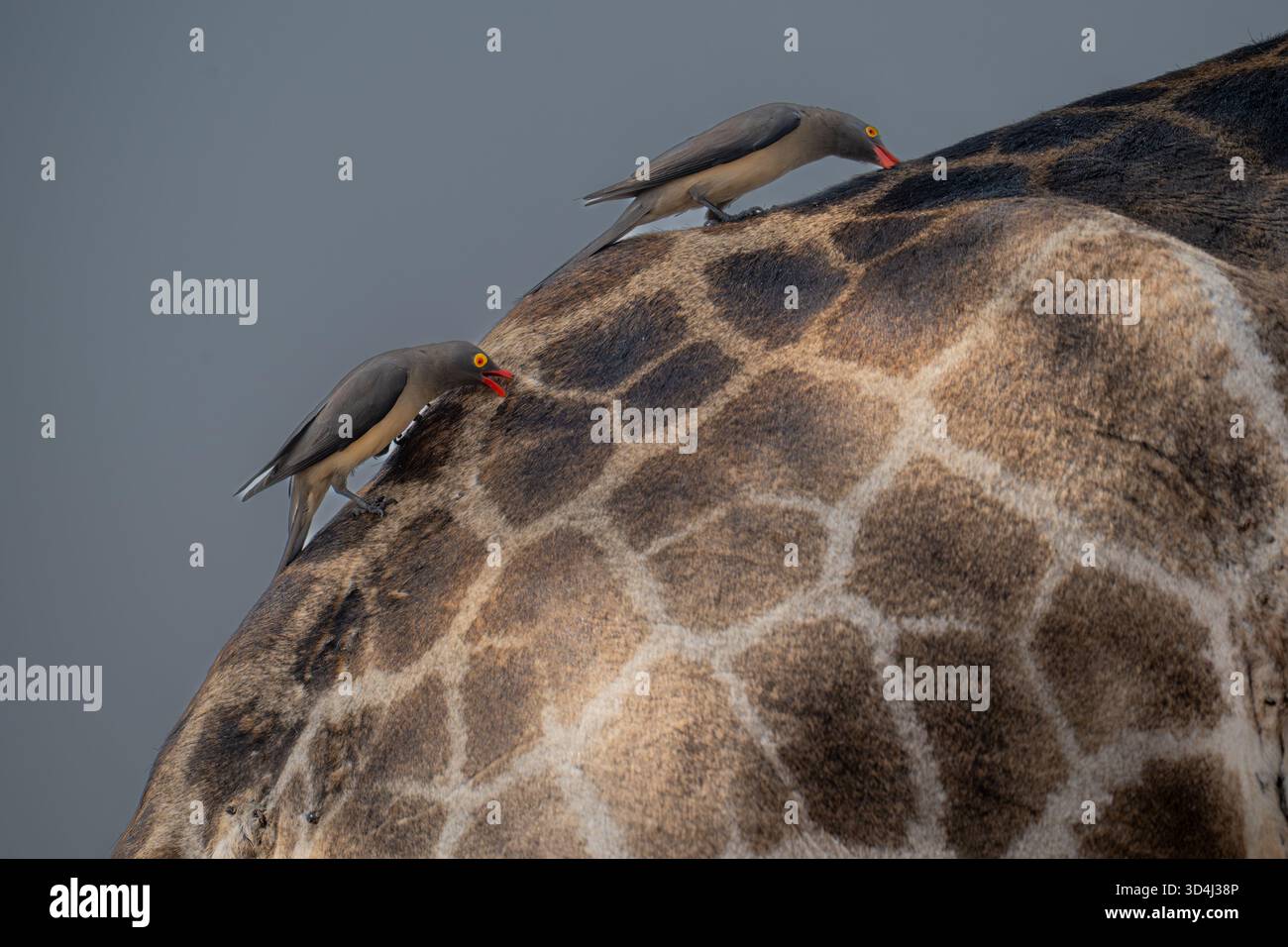 Ox peckers on the curve of the back of a giraffe Stock Photo - Alamy
