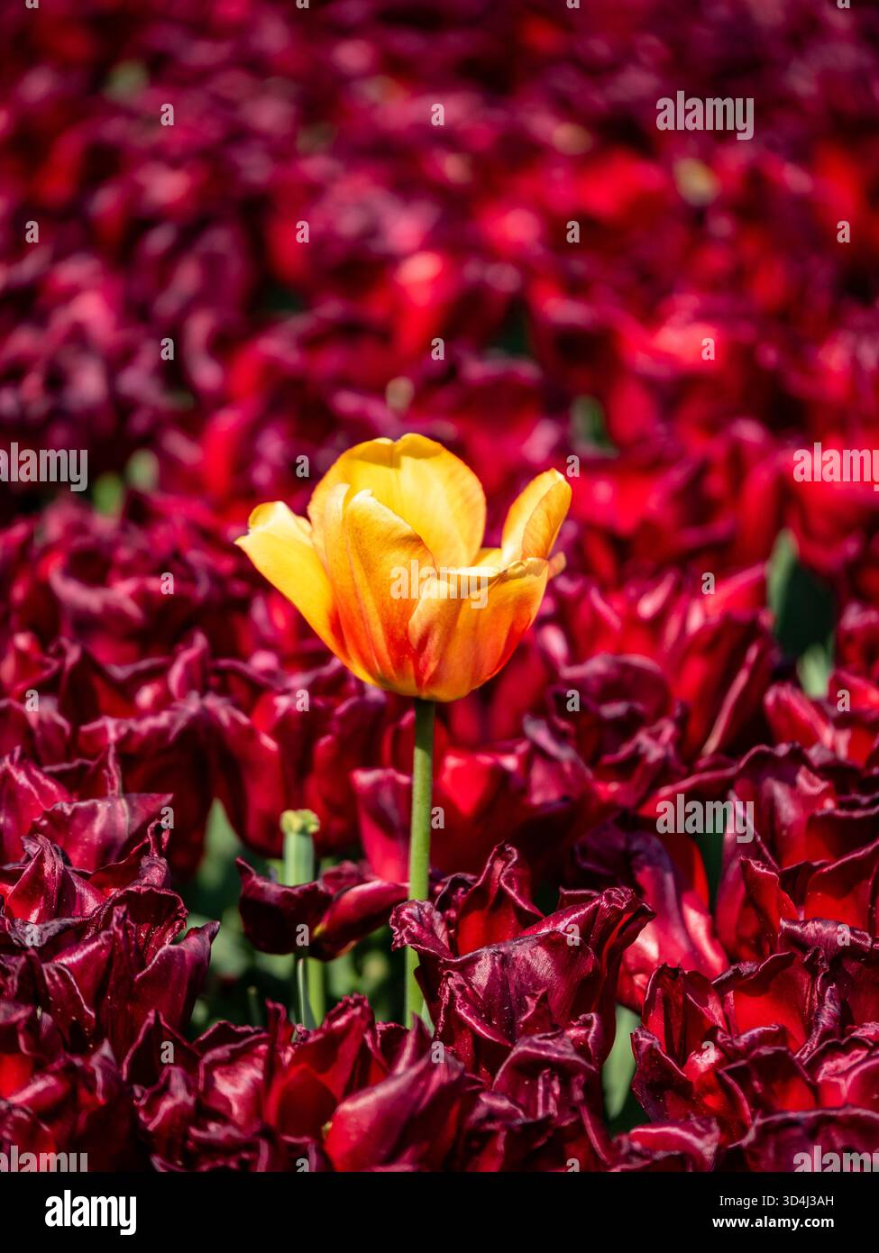 Emirgan Park in Istanbul is noted for its Tulip Blooms Stock Photo - Alamy