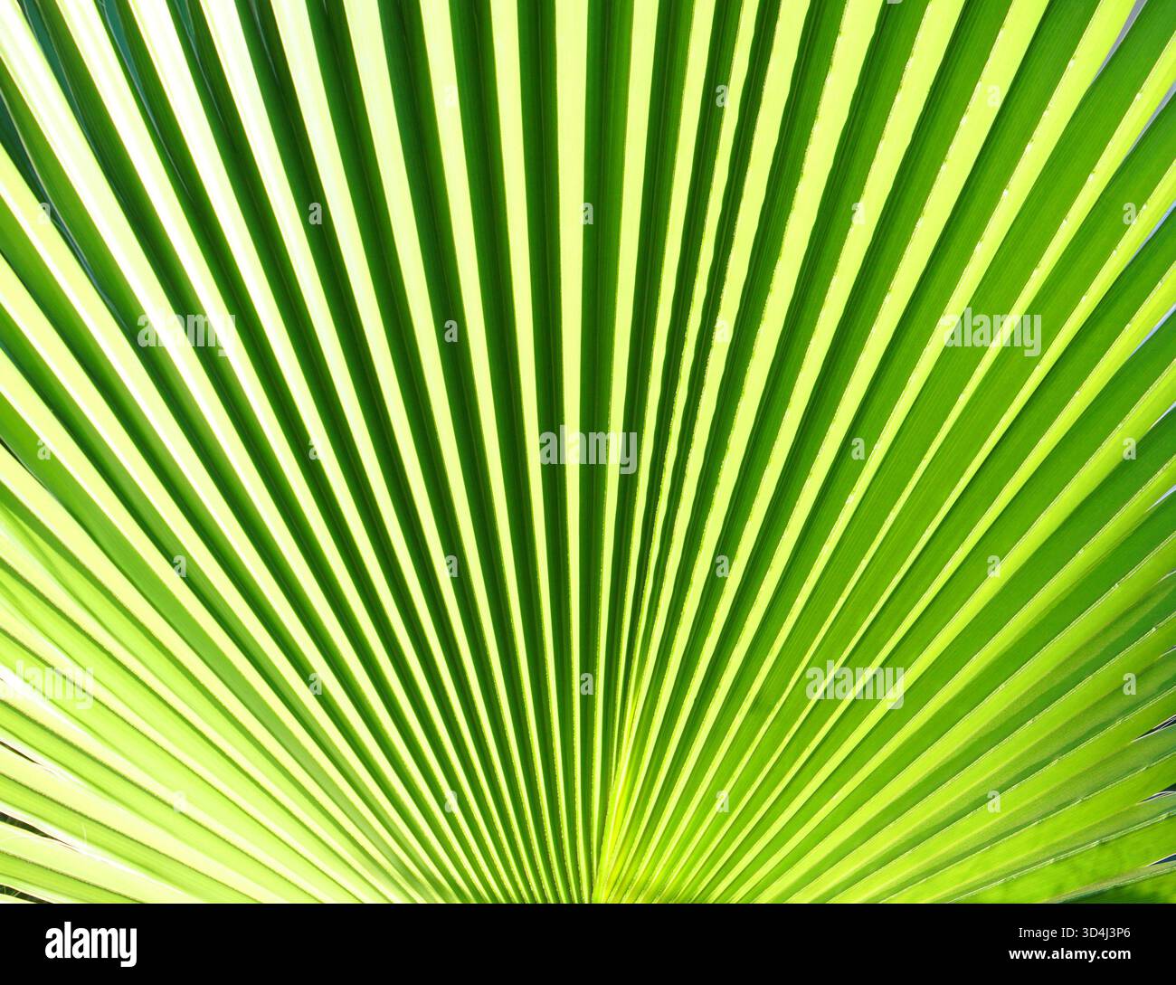 Texture of Green palm Leaf Stock Photo - Alamy