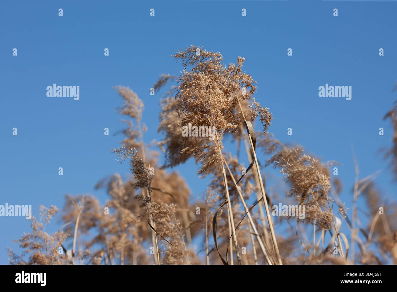 close-up of the flowering tops of common reed, Phragmites australis at ...