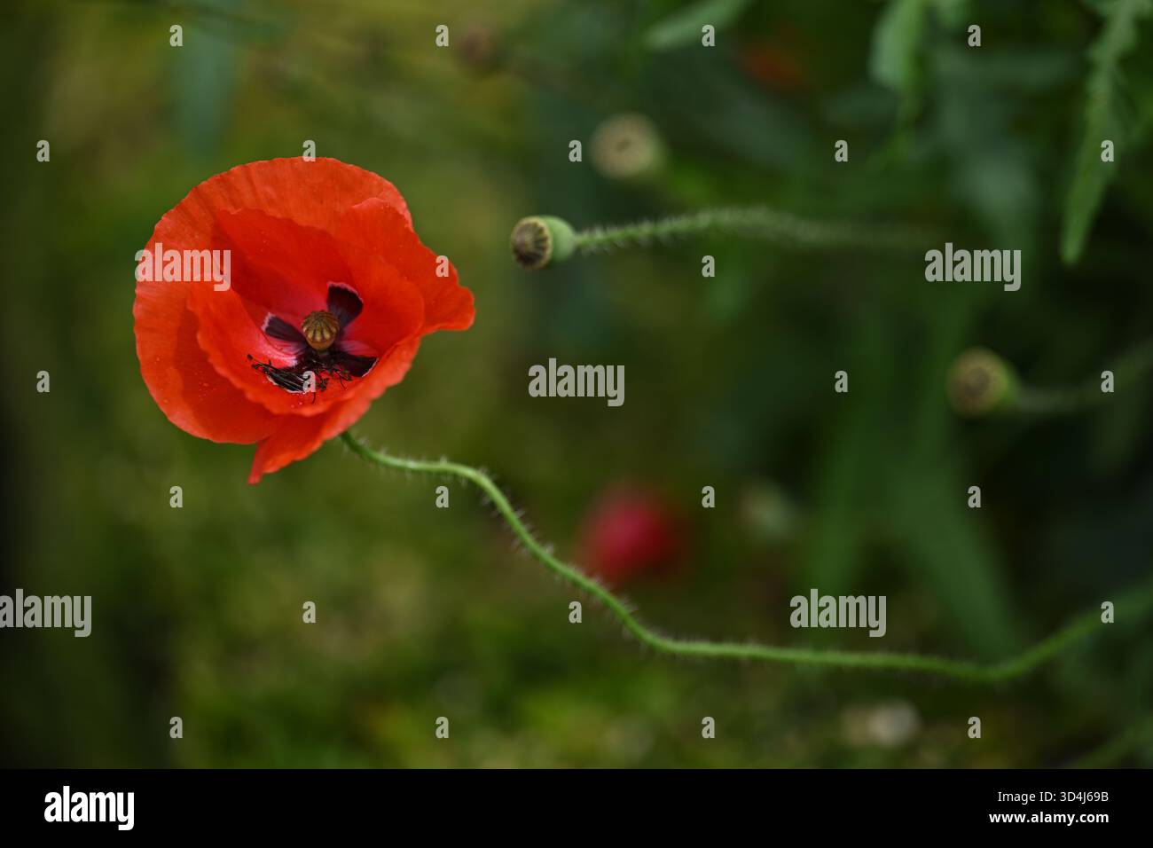Poppy flowers are seen during the Remembrance Day service at the Shrine ...