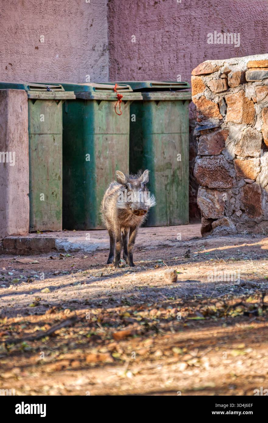 warthog in the yard of a house at the garbage bin, wild animal ...