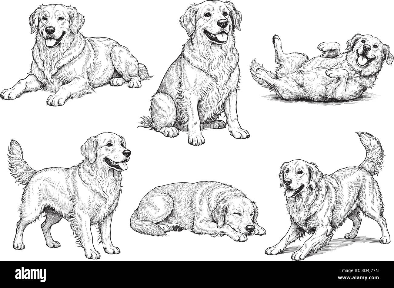 Hand drawn Golden Retriever illustration set poses, detailed sketch ...