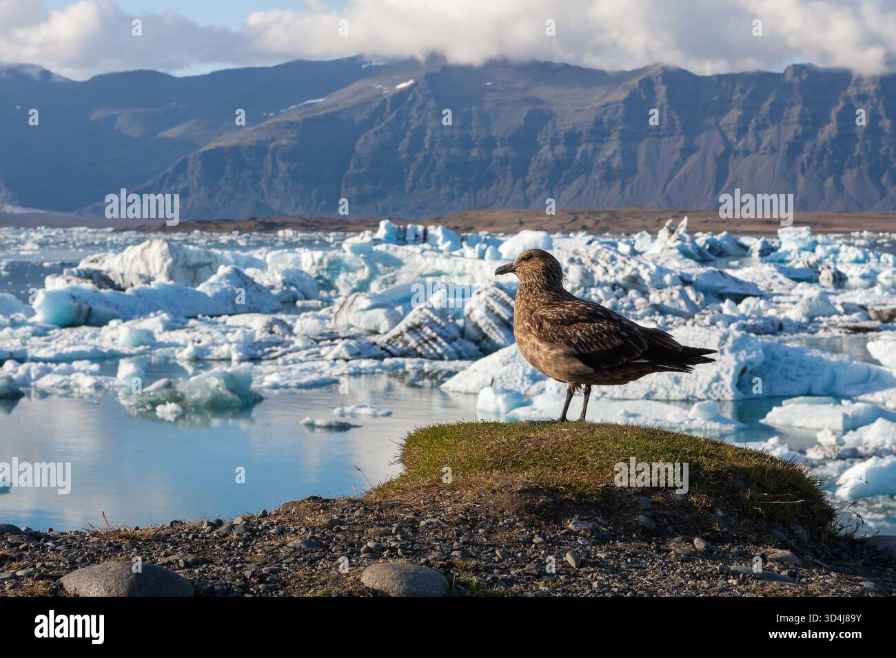 A large bird stands on a small grassy hill above icebergs in ...