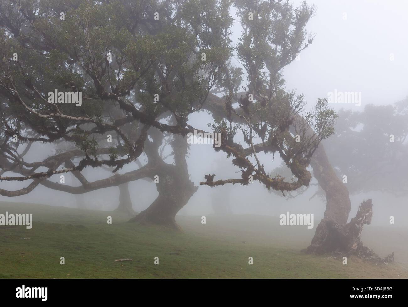 Misty ancient trees in the enchanting Fanal Forest, Madeira Island ...
