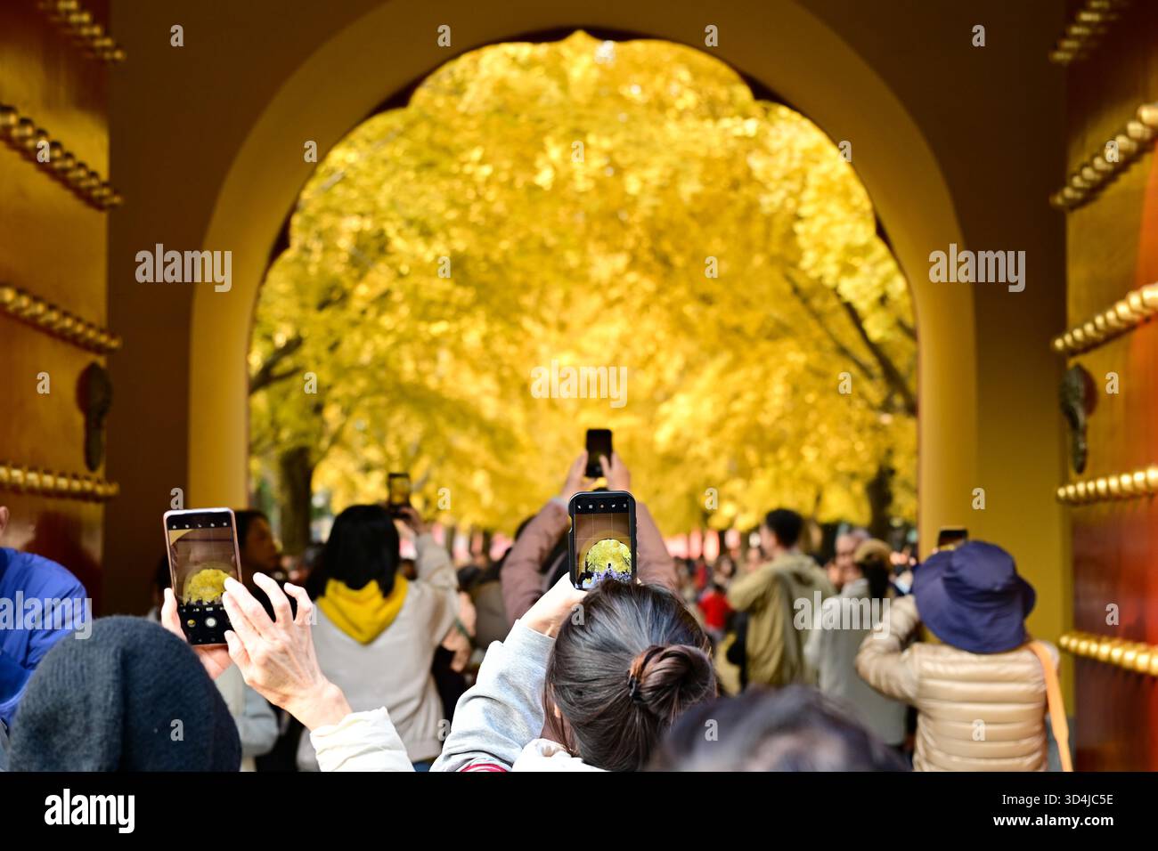 **CHINESE MAINLAND, HONG KONG, MACAU AND TAIWAN OUT** Golden ginkgo ...