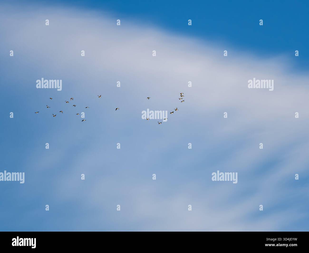 Flock of geese in flight. Silhouettes of flying birds and beautiful ...