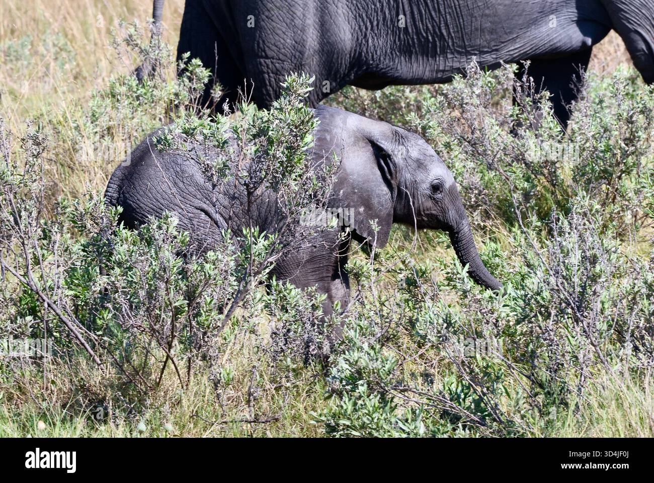 Elephant Calf and Mother at Zarafa Camp, Selinda Reserve, Chobe ...