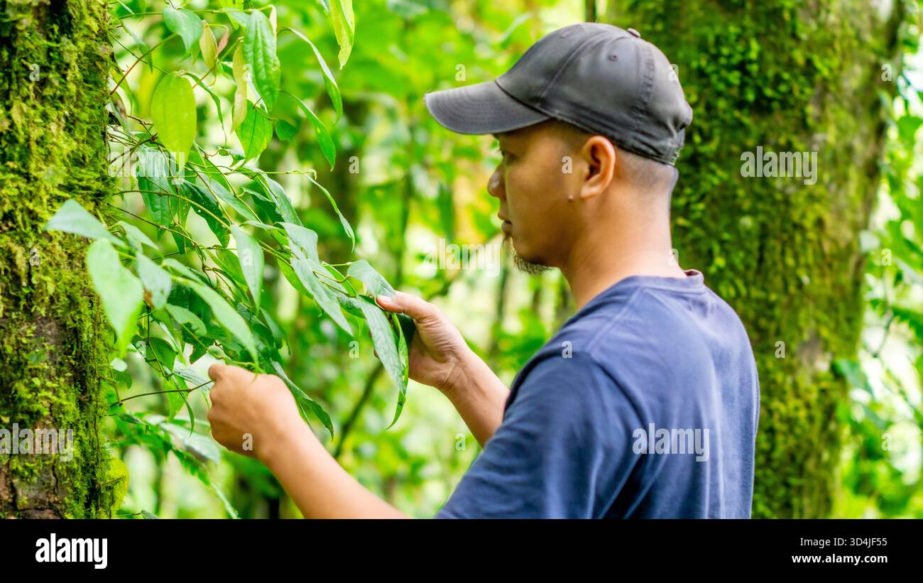 The farmer of Piper retrofractum (cabe jawa). Checking the plants on ...