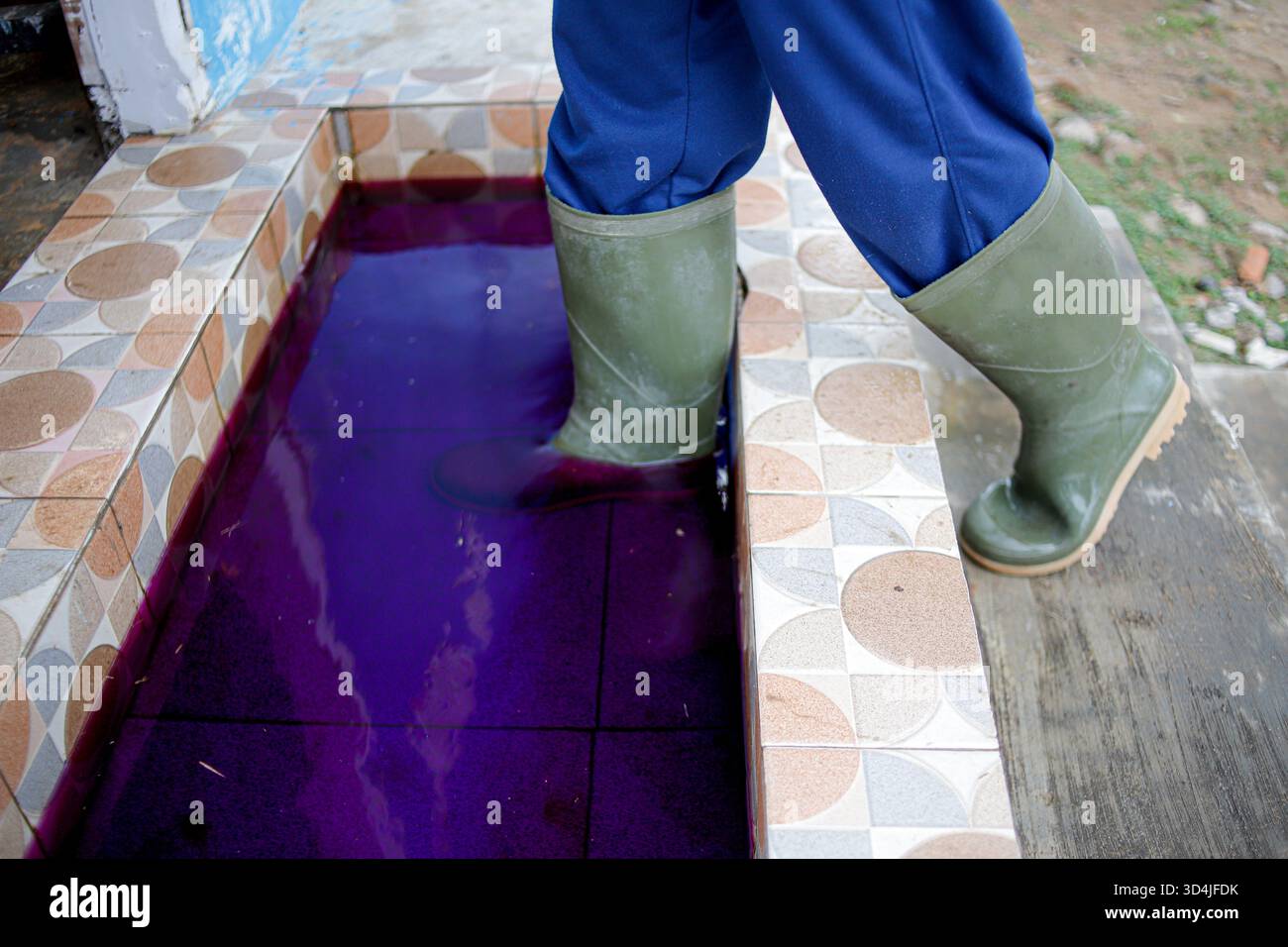 Worker Cleaning Boots in Disinfectant Solution at Hatchery Entrance for ...