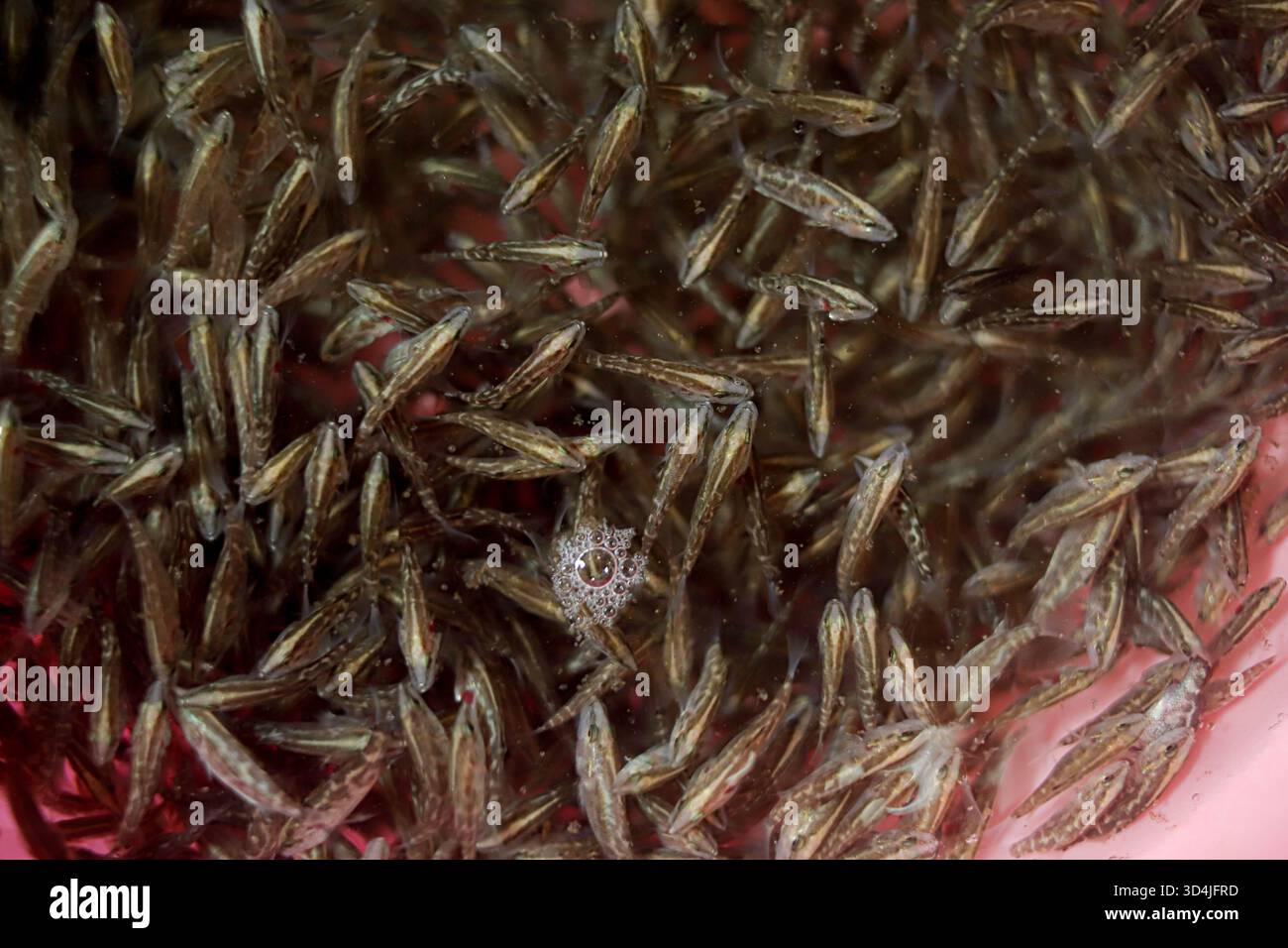 Barramundi (Lates calcarifer) Juveniles in Aquaculture Hatchery Stock ...