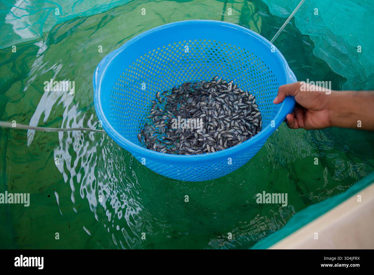 Barramundi farming hi-res stock photography and images - Alamy