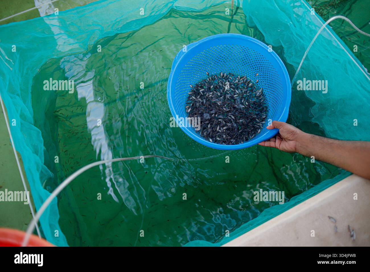 Aquaculture Worker Sorting Juvenile Barramundi in Hatchery Tank Stock ...