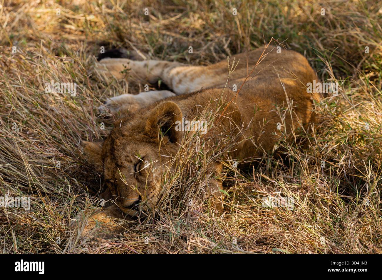 A lion cub sleeps in the grass in Serengeti National Park, Tanzania ...