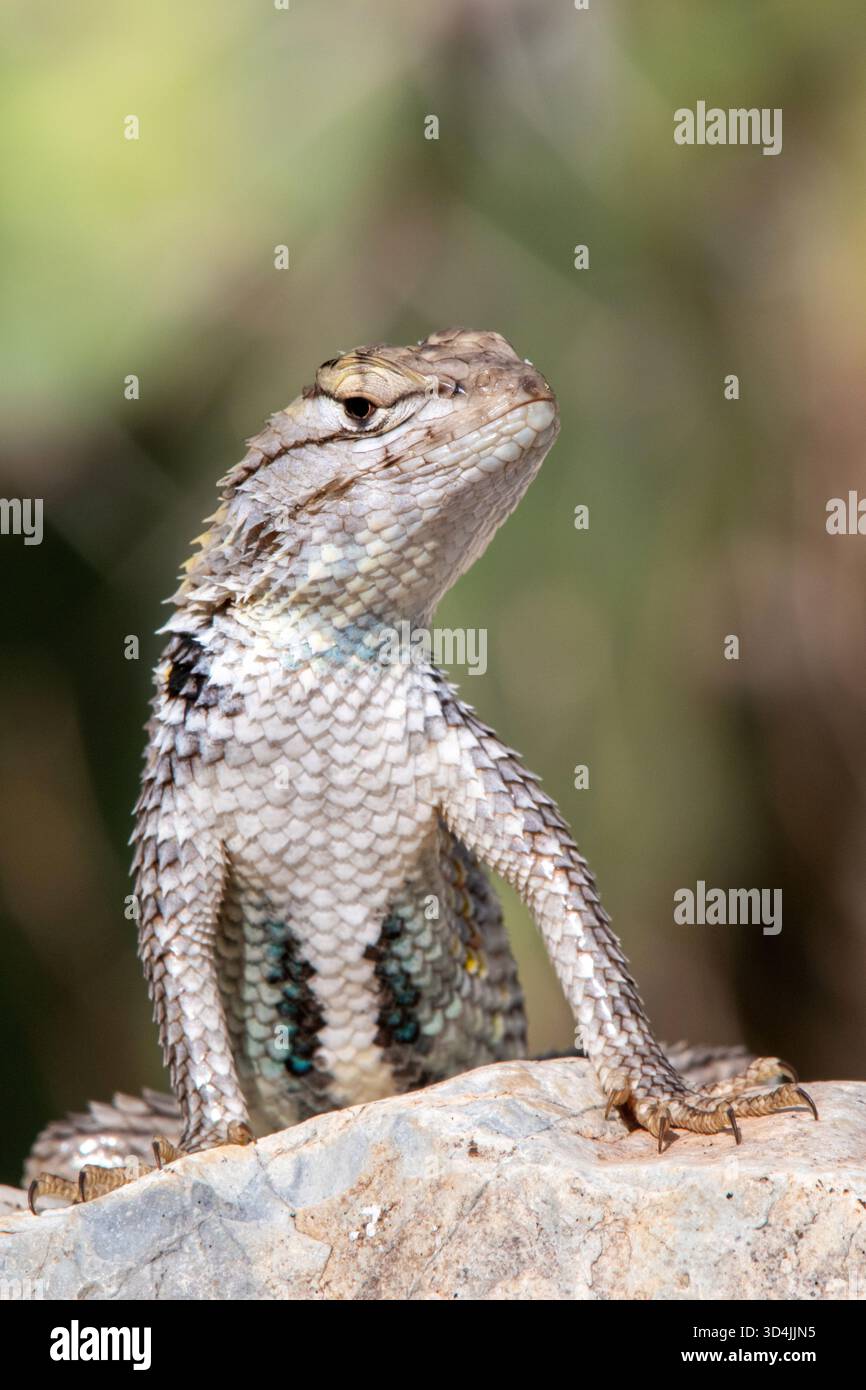 Desert spiny lizard hi-res stock photography and images - Alamy