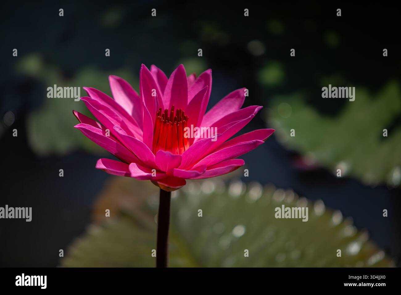 Lotus flower (Nelumbo), Lotus blossom, Lotus Stock Photo - Alamy