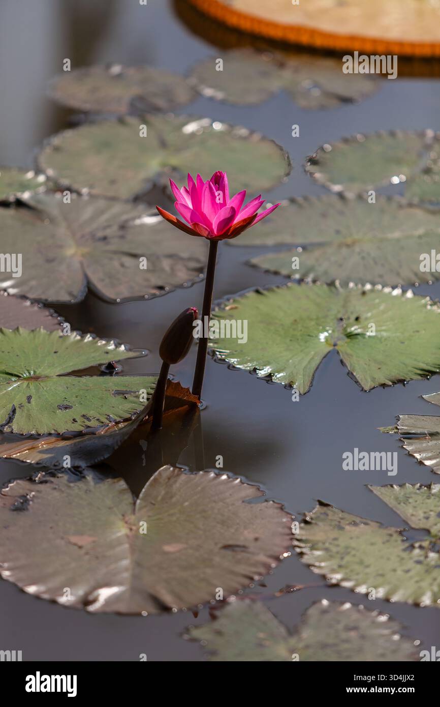 Lotus flower (Nelumbo), Lotus blossom, Lotus Stock Photo - Alamy