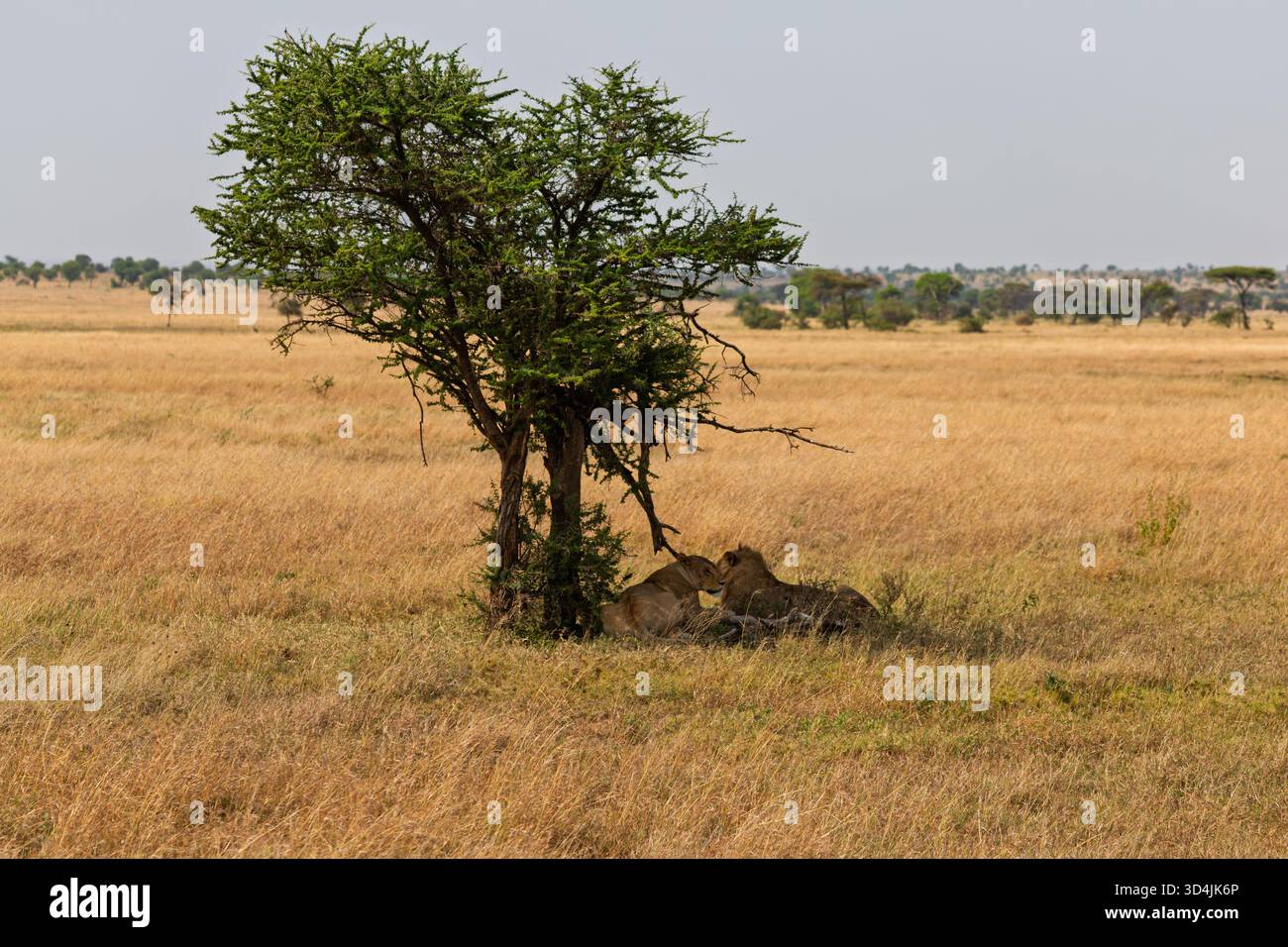 Two lions rest in the shade of a tree in Tanzania's Serengeti National ...