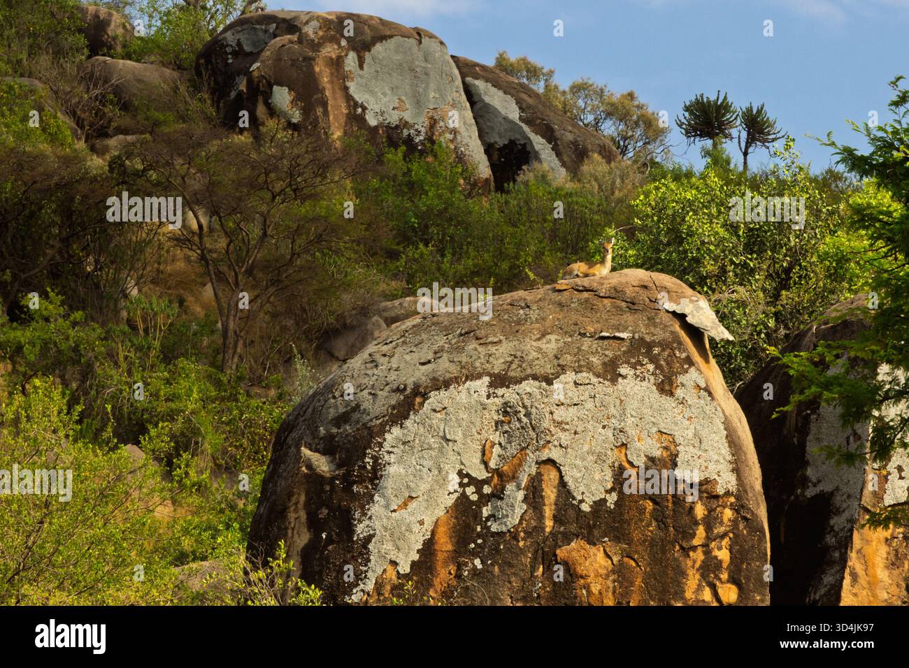 A dik-dik rests atop a rock formation in Tanzania's Serengeti National ...