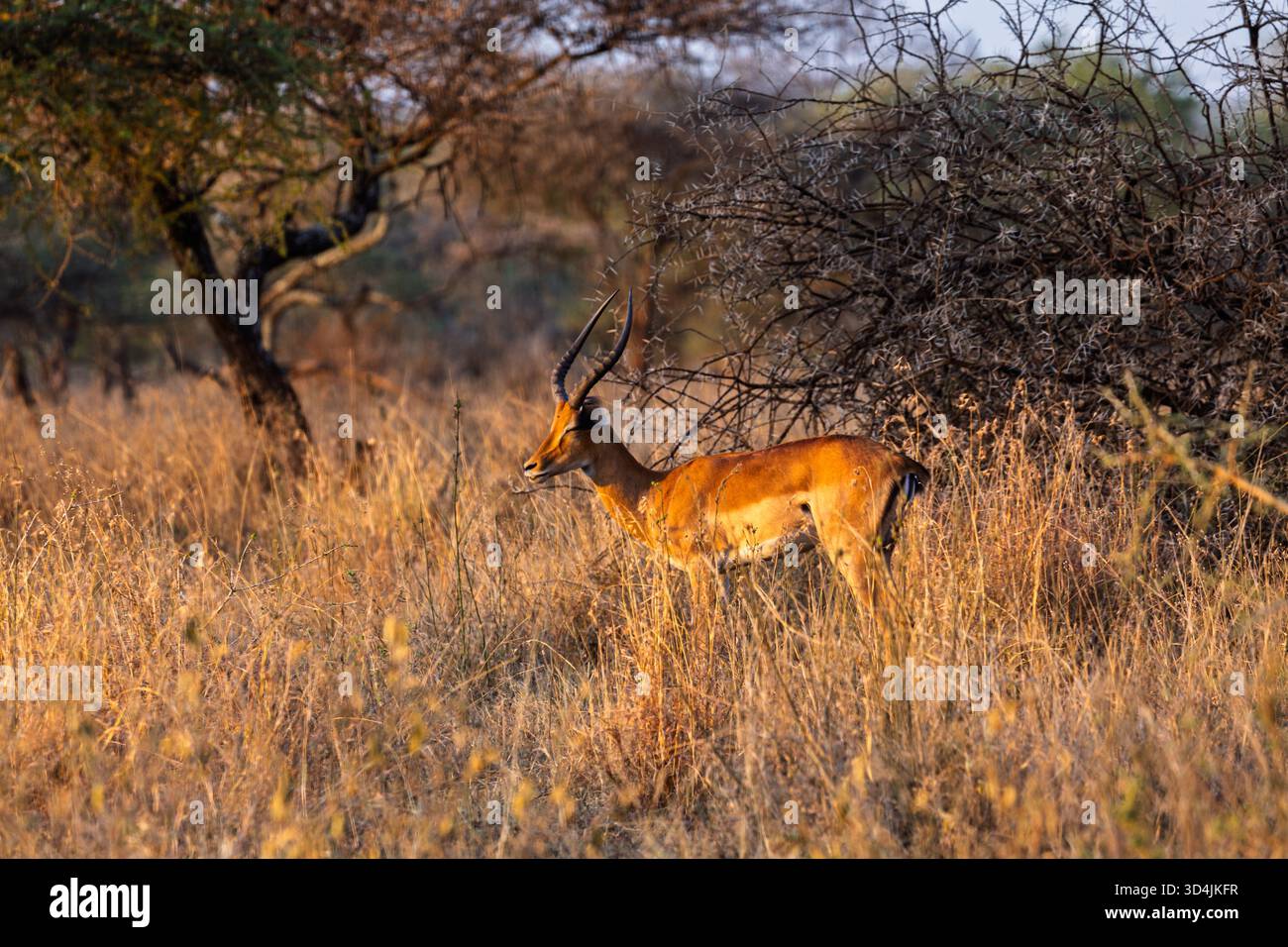 An Impala stands alert in the Serengeti National Park, Tanzania ...