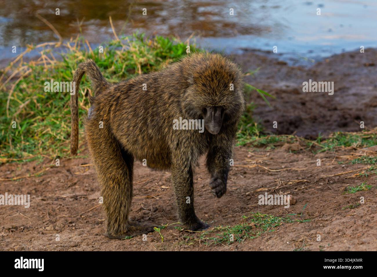 A baboon walks near the water's edge in Tanzania's Serengeti National ...
