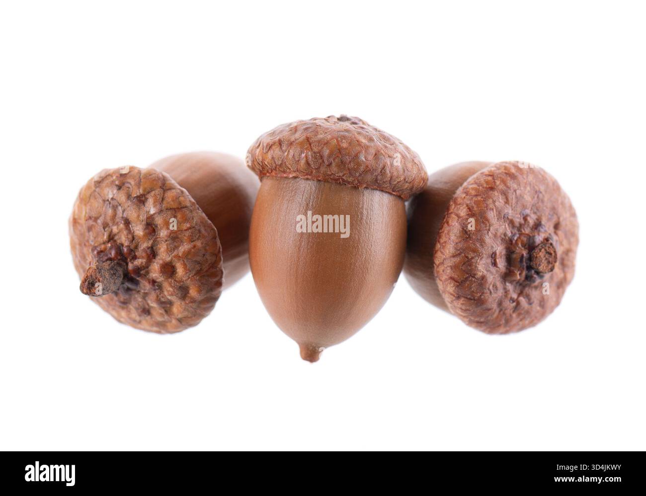 Acorn oak isolated on white background. Ripe brown acorns. Clipping ...