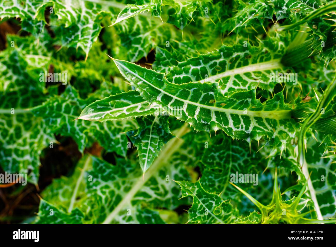 Detailed close-up of the spiny, vibrant green leaves of the medicinal ...