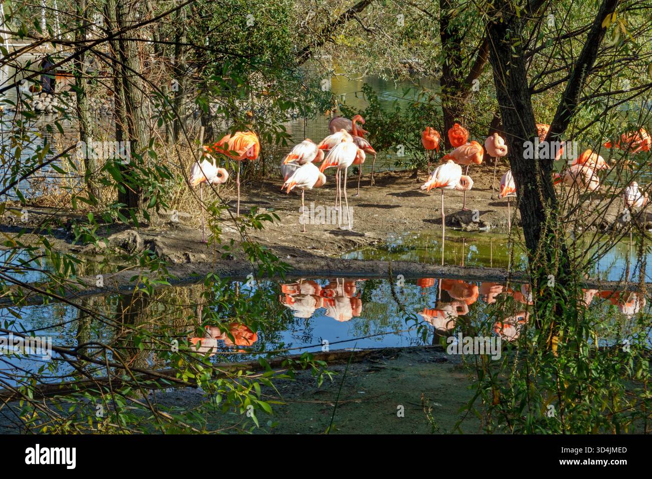 Moscow, Russia 30 September, 2025, Flamingo Birds. Pink and red ...