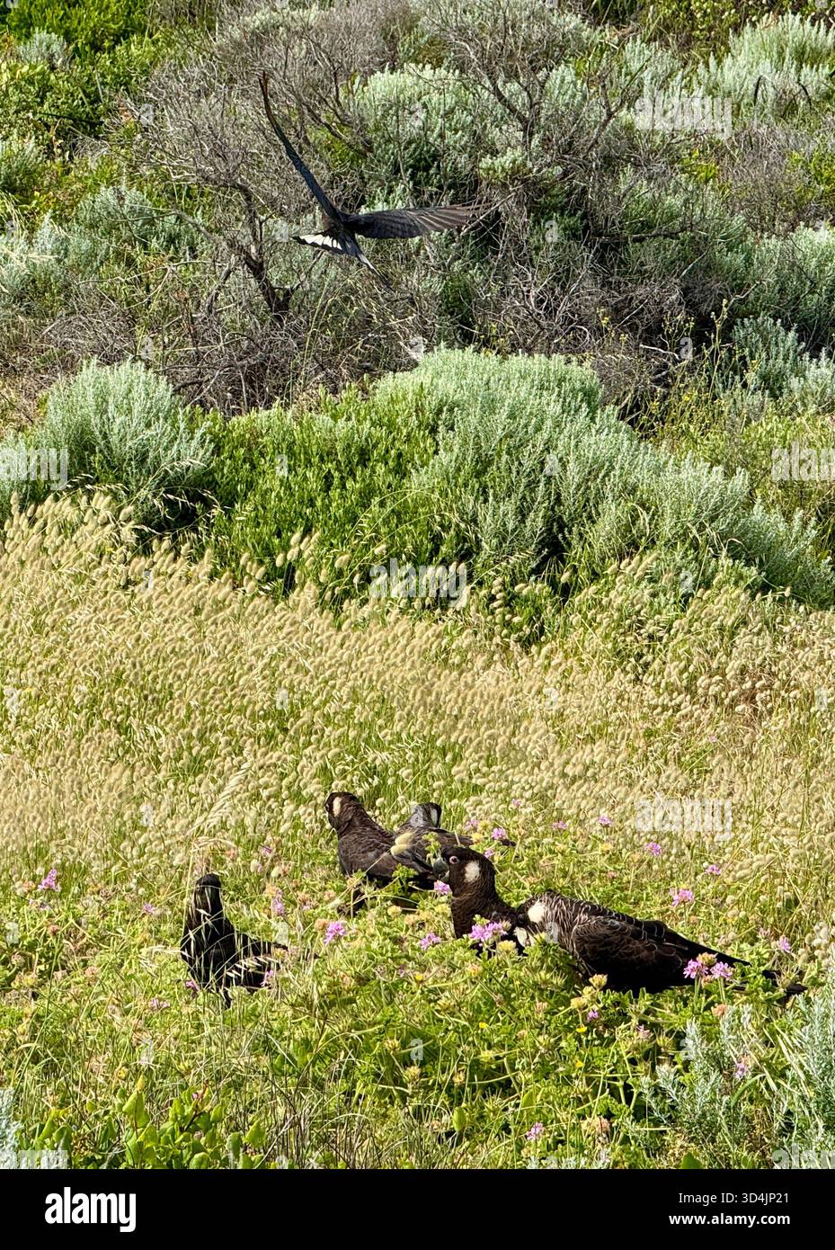 Carnaby's black cockatoo (Zanda latirostris) in Margaret River Western ...