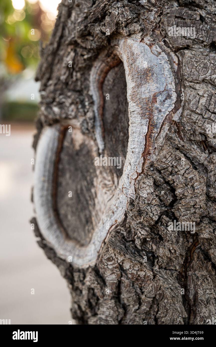 Detailed carved wooden tree knot in natural brown tones showing ...