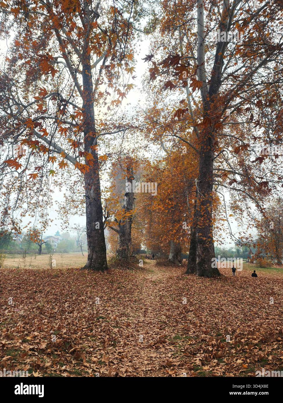 General View of Autumn season in Kashmir General view of a park filled ...